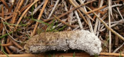 How do you locate a turkey for hunting? | Proper Hunting