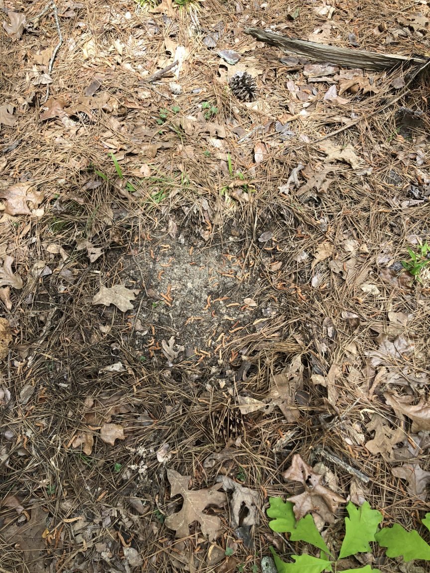 How do you locate a turkey for hunting? | Proper Hunting