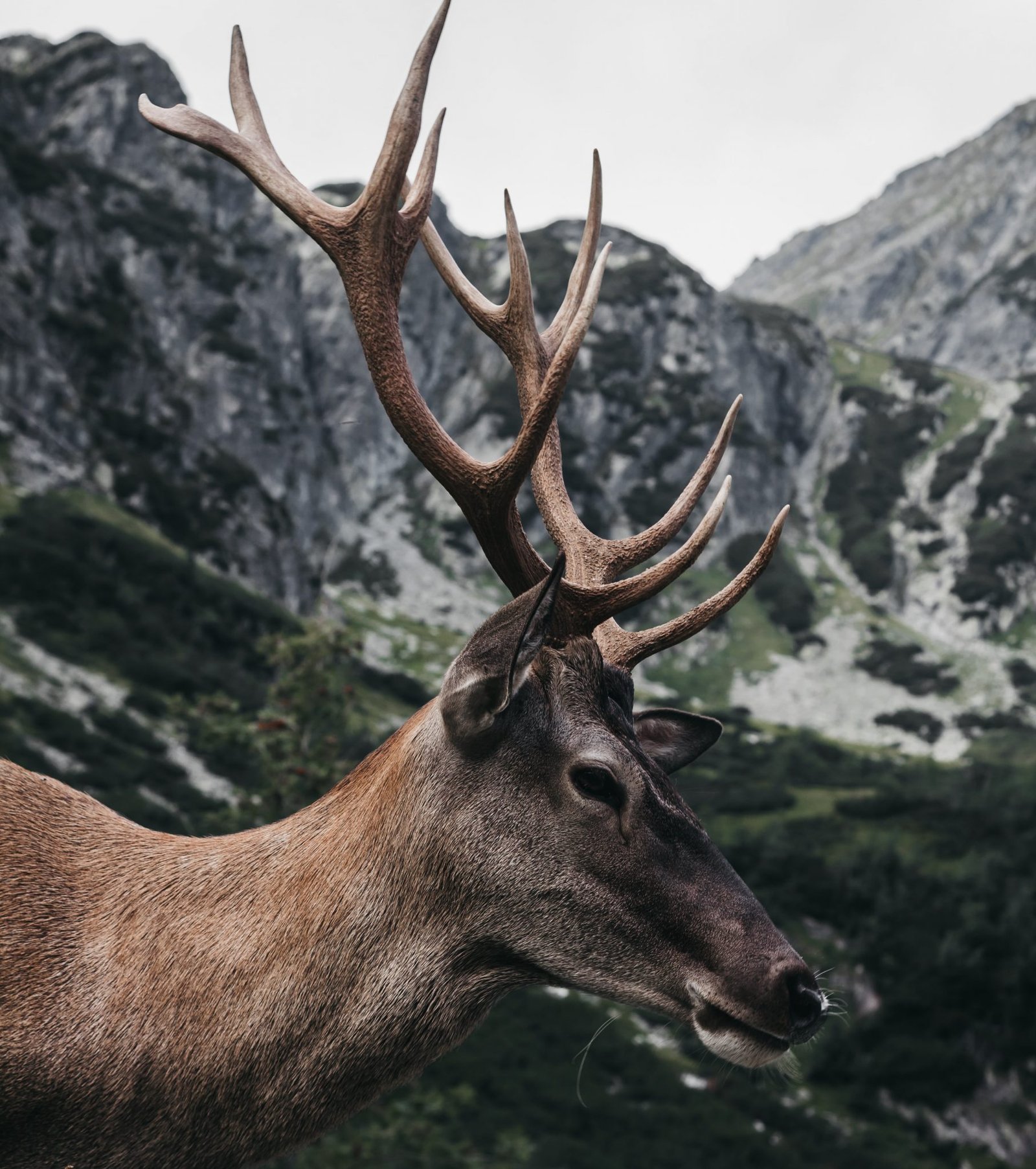 5 Reasons Why Deer Grow Velvet On Their Antlers | Proper Hunting